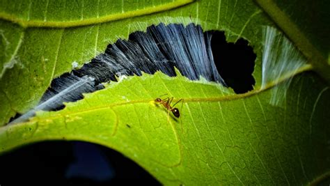 All About Ants