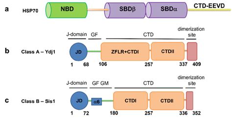 Domain Architecture Of Hsp70 And Jdps A Schematic Representation Of Download Scientific