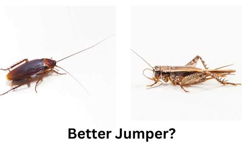 Do Cockroaches Jump Like Crickets