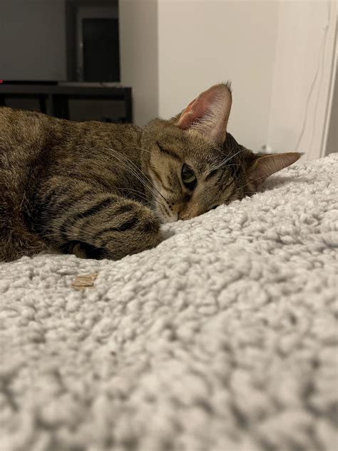 Halps Meowmy Keep Given Me Kissies On Me Face Withows My Consen Sez I