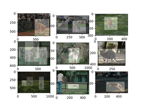 How To Train An Object Detection Model To Find Kangaroos In Photographs
