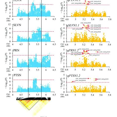 Ld Block And Gene Based Association Analysis Of The Qtl Cluster Download Scientific Diagram