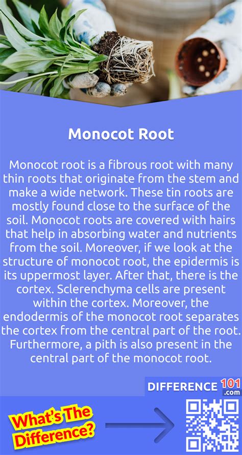 Dicot Root Vs Monocot Root Key Differences Pros Cons Examples Difference