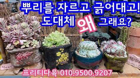 분갈이 할 때 다육이 뿌리 왜 자르고 긁고해요 상처나게분갈이 최우선순위를 다시 정하셔야해요 우린 활착이 목표예요