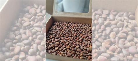 Кедровый орех в скорлупе 2024 купить в Новосибирске Товары для дома и дачи Авито