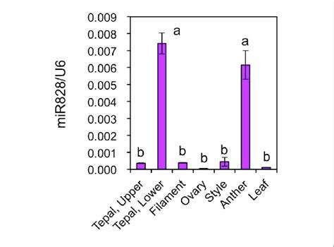 Accumulation Of Mir828 Stem Loop Qrt Pcr In Tepals Upper And