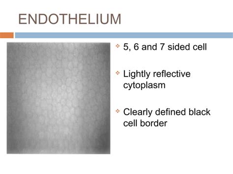 Confocal Microscope Presentation Ppt