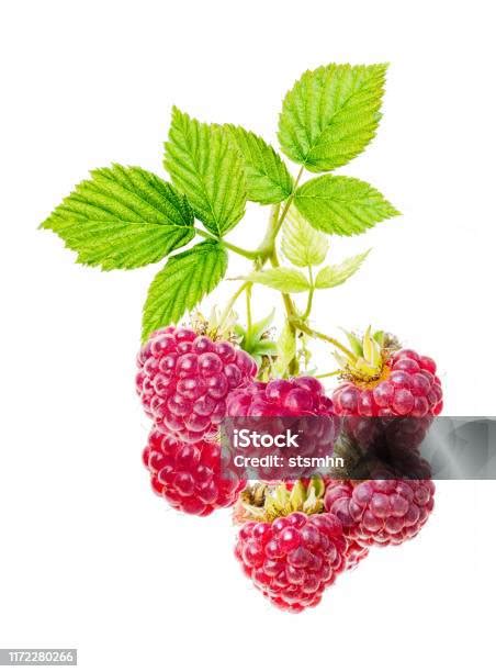 나뭇 가지에 잎이있는 잘 익은 라즈베리 무리 흰색에 격리 0명에 대한 스톡 사진 및 기타 이미지 0명 개체 그룹 건강한