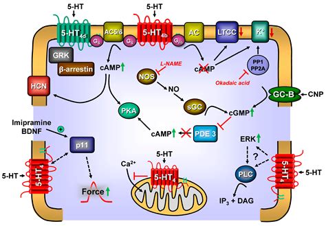 Cardiac Roles Of Serotonin 5 Ht And 5 Ht Receptors In Health And Disease