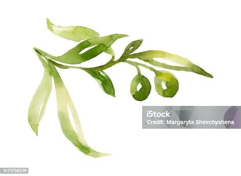 흰색 배경에 격리된 나뭇잎과 과일이 있는 수채화 올리브 가지 결혼식 문구 인사말 배경 화면 패션 및 초대장에 대 한 꽃 그림 건강한 식생활에 대한 스톡 벡터 아트 및 기타