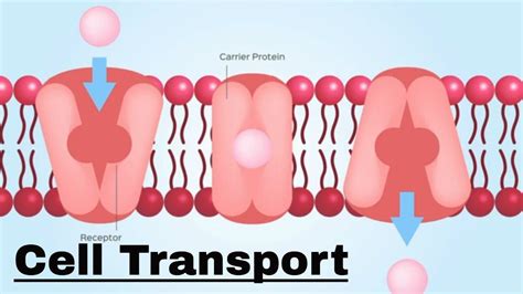 Cellular Transport Review Quiz