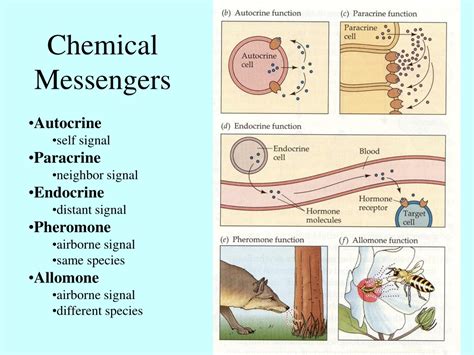 Ppt Chemical Messengers Powerpoint Presentation Free Download Id