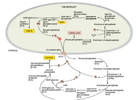 Biosynthesis Of Starch Enzymes And Process