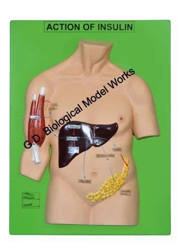 Green Fiber Glass Action Of Insulin Physiology Model Hospital Medical College At Piece