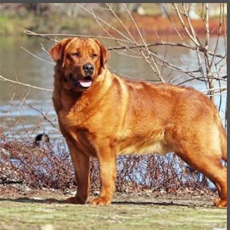 California Red Fox Labs Red Fox Labs In California California