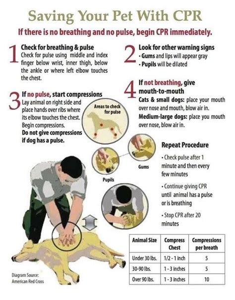 How To Perform CPR When Your Pet Needs It Veterinary Secrets With Dr Andrew Jones DVM