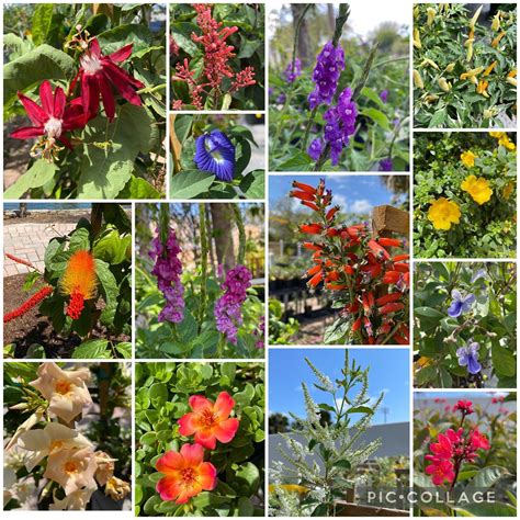 Extinct Plants With Names And Pictures