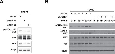 Adaptor Protein Complex 2 Semantic Scholar