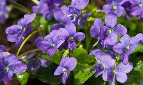 Dream Gardens Violets Eternally In Vogue Alan Titchmarsh