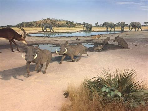 10 Extinct Animals Of Africa A Z Animals