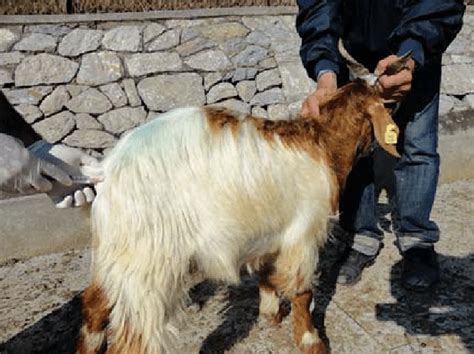 Ischiorectal Fossa Approach For Pudendal Nerve Block In A Goat Left Download Scientific