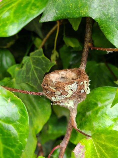Hummingbird Nest R Hummingbirds