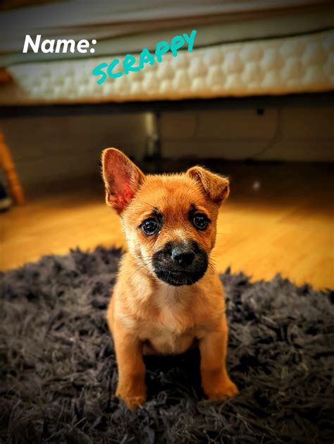 Pomeranian Border Terrier Mix
