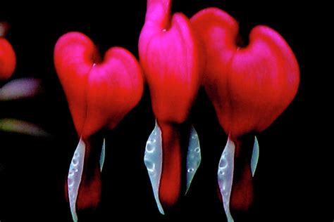 Bleeding Heart Flowers Digital Art By Keri Epperson Photography Pixels