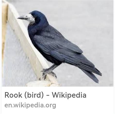 Rook Can Move Horizontally And Vertically Ranarchychess