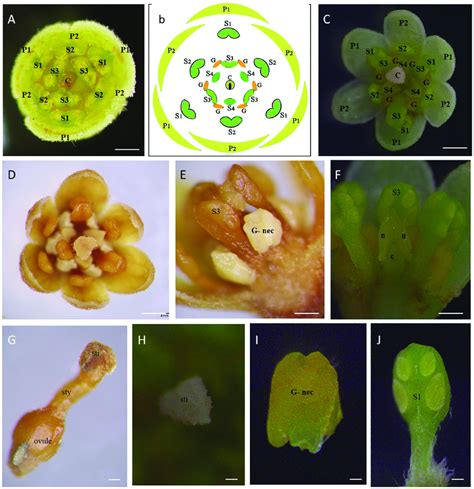Flower And Floral Organs Of Cinnamomum Verum Functional Female Flower