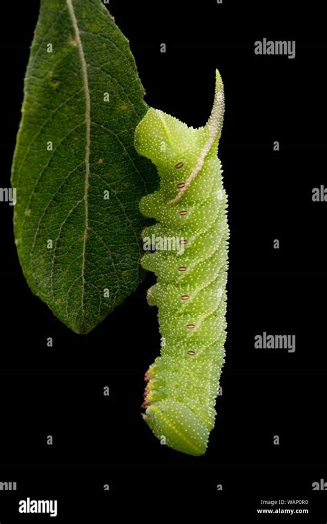 A Poplar Hawk Moth Caterpillar Laothoe Populi Photographed In A