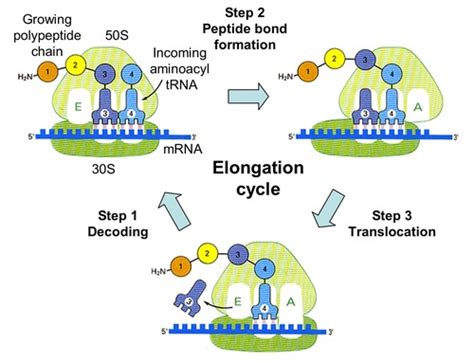 Transcription Translation Mutation Flashcards Quizlet
