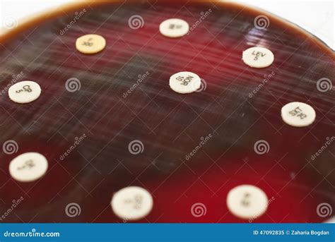 Antibiogram Showing Sensibility To Streptococcus Bacteria On Petri Dish