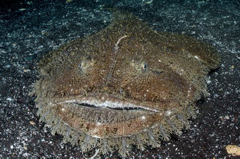 Anglerfish