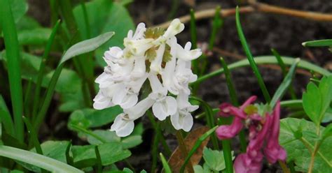 La MulȚi Ani RomÂnia Brebenei