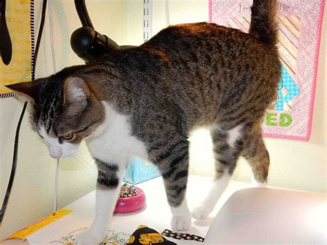 Cat Patches The Trouble With Technology