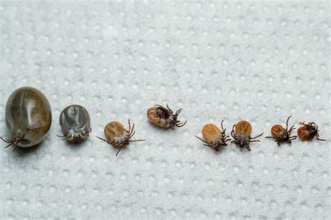 Set Of Ticks In Different Positions Isolated On White Background Stock