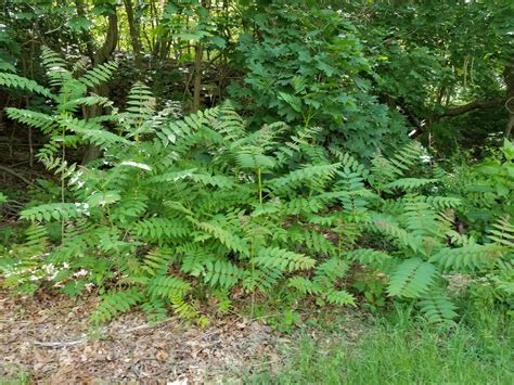 Invasive Plant Factsheet Tree Of Heaven Ailanthus Altissima Uconn