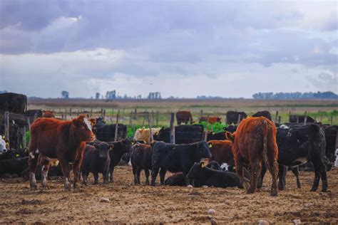 Cómo Reducir El Impacto Del Calor En Bovinos Para Carne Mundo Rural Web