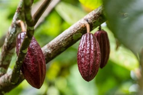 Premium Photo Red Cocoa Bean On The Tree In Indonesia Close Up
