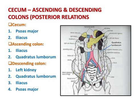 Ppt Anatomy Of The Large Intestine Powerpoint Presentation Free