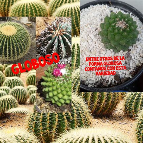 Dentro De Las Diferentes Formas Que Elegiría El Cactus Facebook