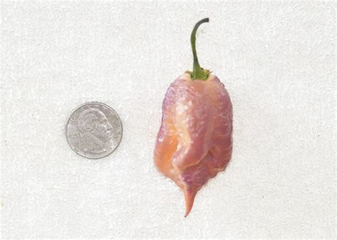 Pink Flamingo F3 Pepper Seeds Etsy