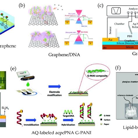 Schematic Illustration Of Functionalized Graphene Based Biosensors A Download Scientific