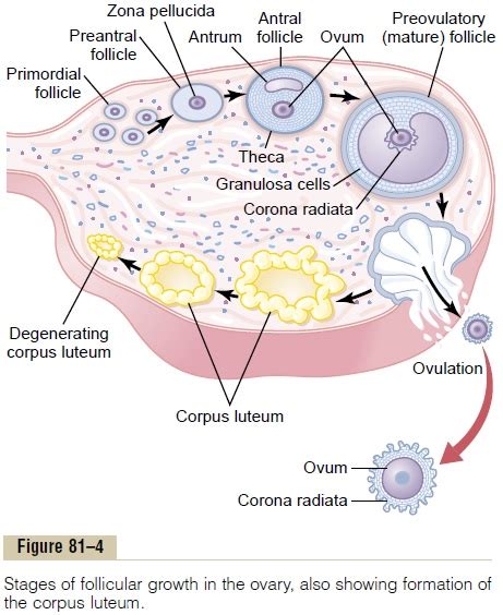 Ovarian Follicle Stages In Vitro Growth And Maturation Of Primordial