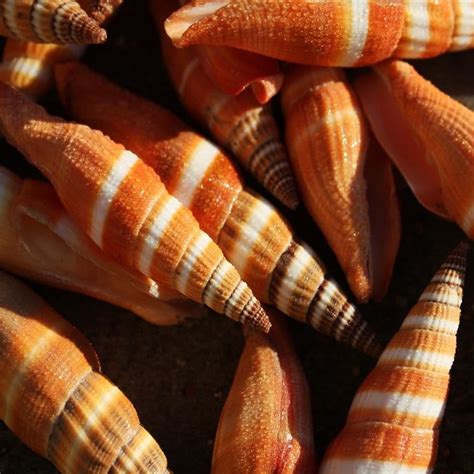 Scarlet Mitre Shell Vexillum Coccineum Beach Shell