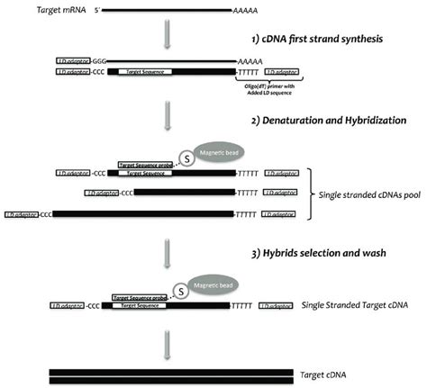 Schematic Representation Of The Hybrid Capture Protocol For The