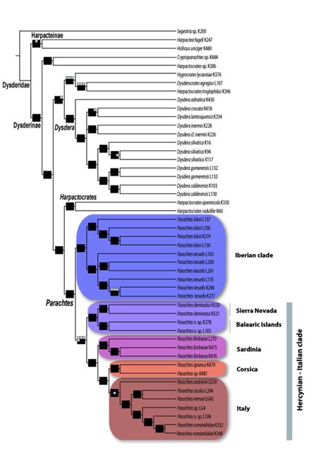 Strict Consensus Of The Six Most Parsimonious Trees The Most Download Scientific Diagram