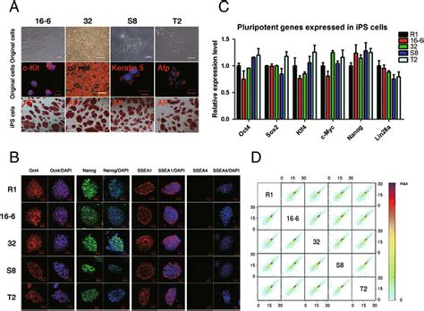 Pluripotency And Global Gene Expression Profiles Of Mouse Secondary Download Scientific Diagram