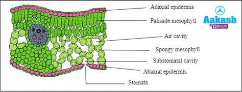 C3 Leaf Anatomy